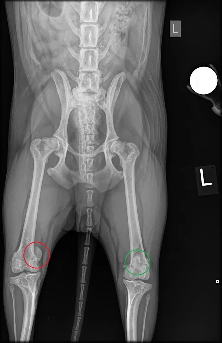 Patellar Luxation in Dogs