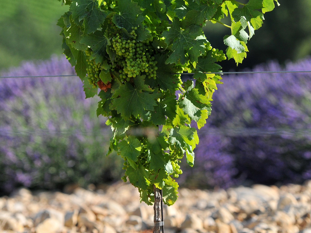 Spring Wine - Top Wines to Enjoy in the Spring | Wine.com