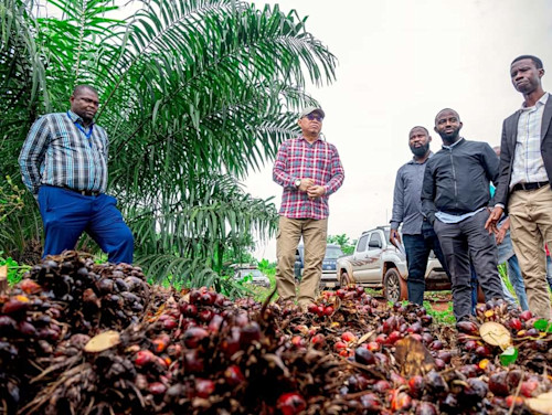 Edo Govt, Fayus inspect $250m oil palm investment, assure on adherence ...