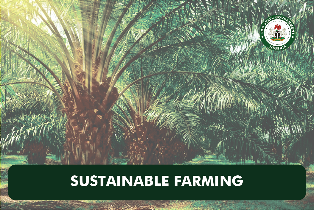 Edo trains smallholder oil palm farmers on sustainable farming practices