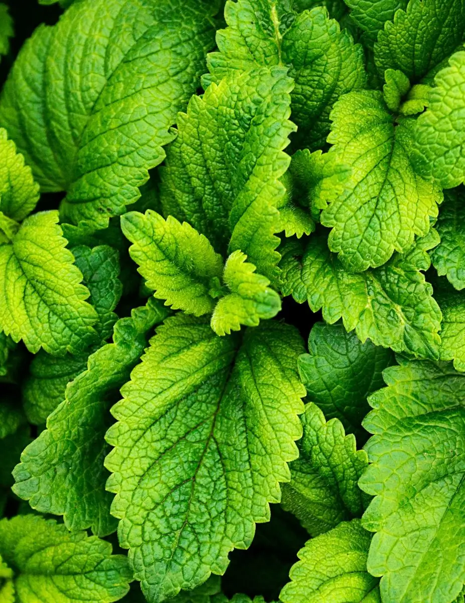 Pukka Three Mint Herbal Tea: Refreshing Blend for Post-Meal Relaxation