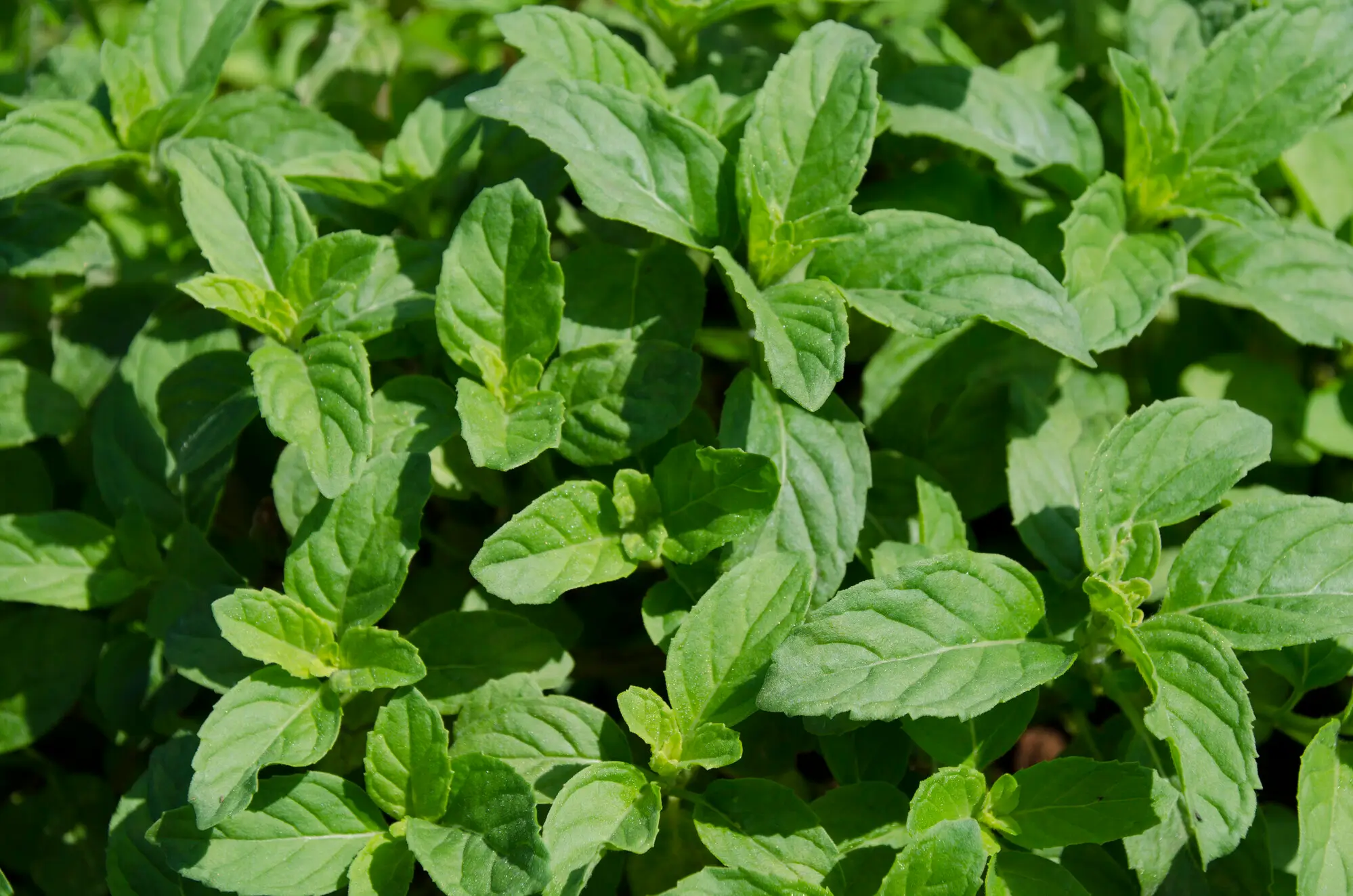 What is Mint? | Uses, Storage Tips & More | Pukka Herbs UK