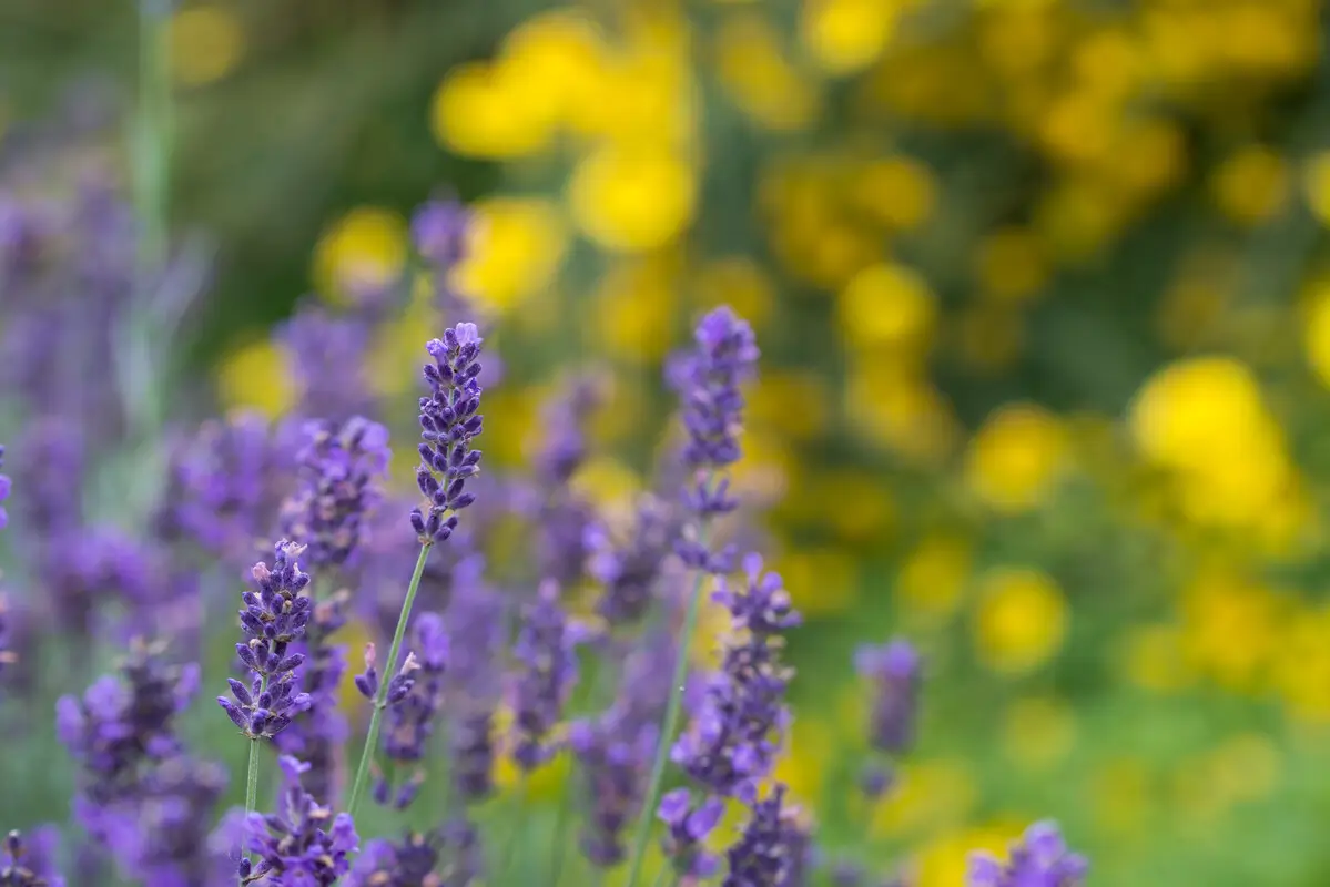 Lavender Benefits: The Many Uses of Lavender | Pukka Herbs UK