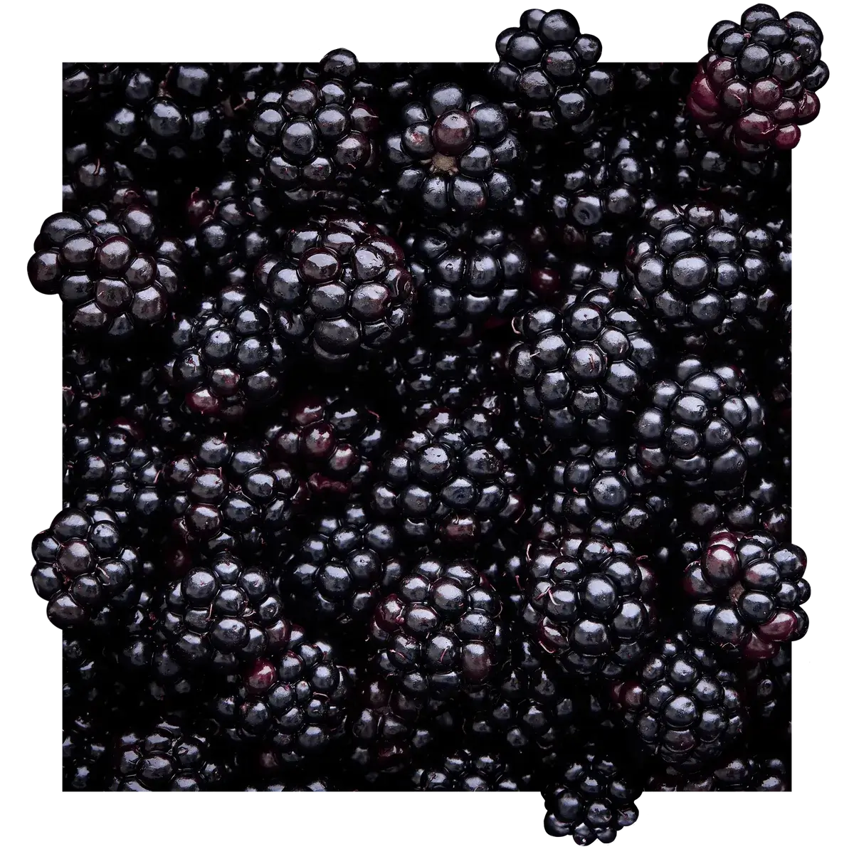 Pukka Morning Berry Herbal Tea: Energising Blend for a Vibrant Start