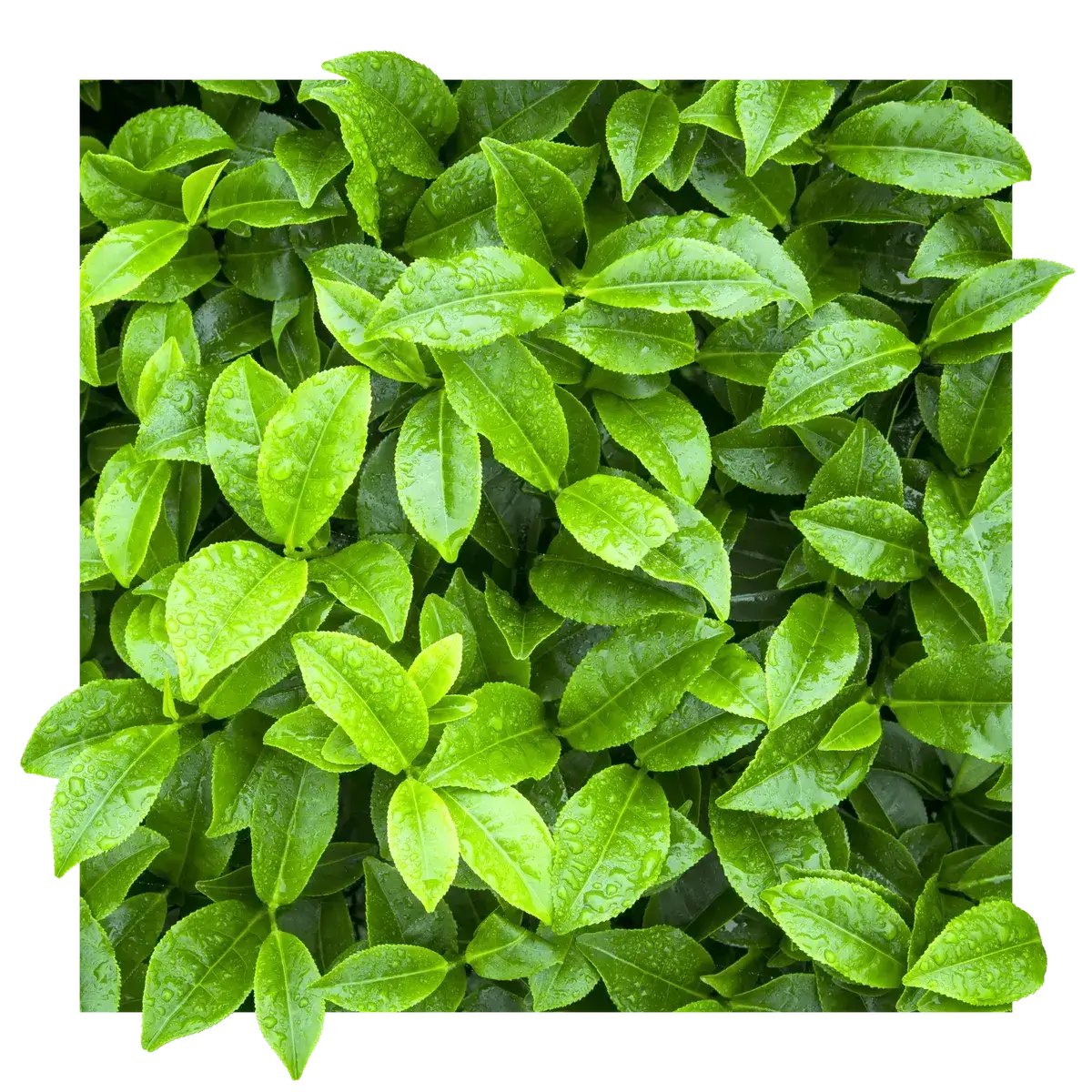 Explore Pukka Herbal Teas: Masterfully Crafted Blends for Mind and Body