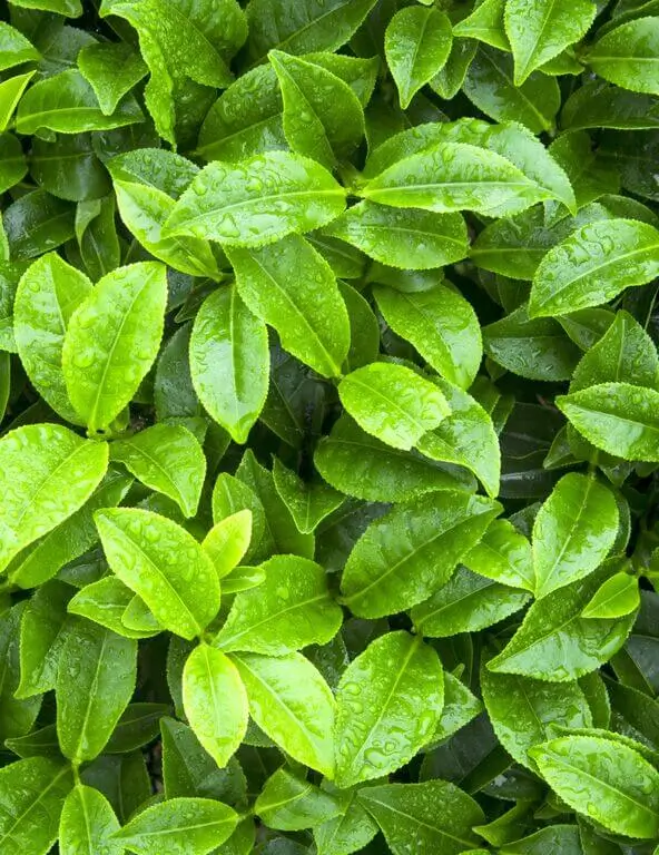 Pukka Supreme Matcha Herbal Green Tea: Elevate Your Senses with Vitality