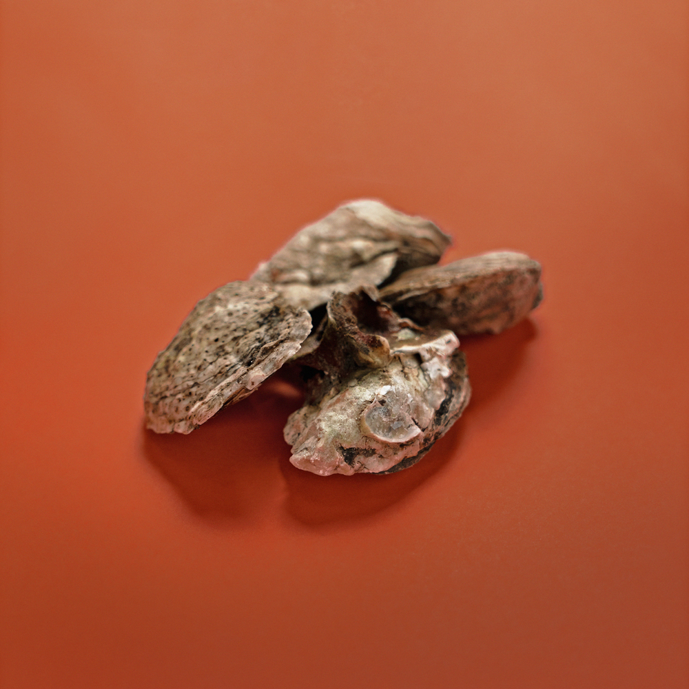 Getting Enough Zinc? These 7 Foods Are Packed With It | Ro