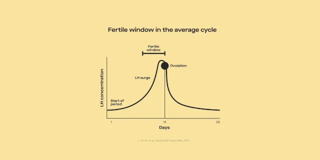 How the Modern Fertility Ovulation Test Strips Work | Ro
