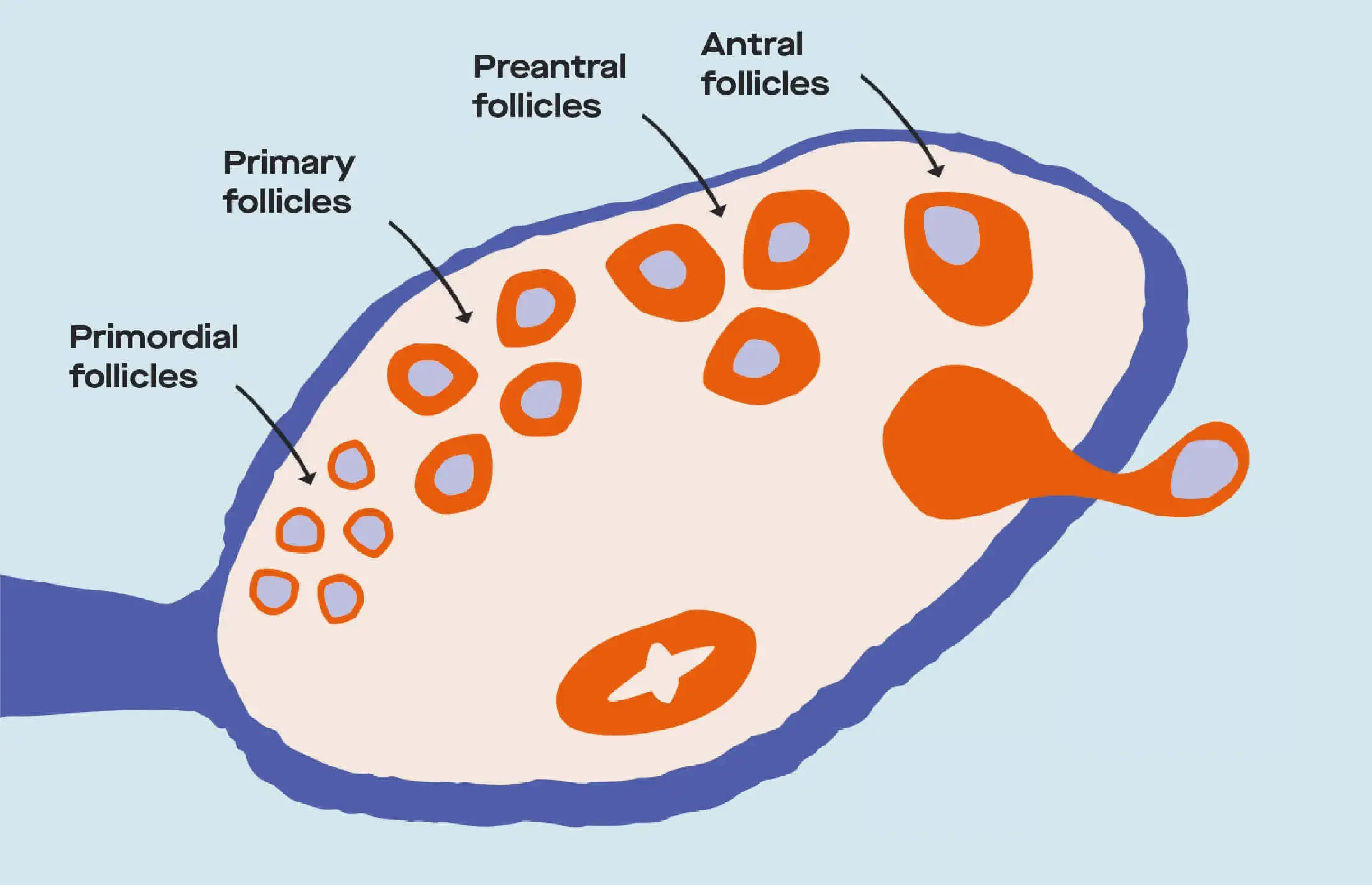 Menstrual Cycle Phases: Stage by Stage and How They Change | Ro