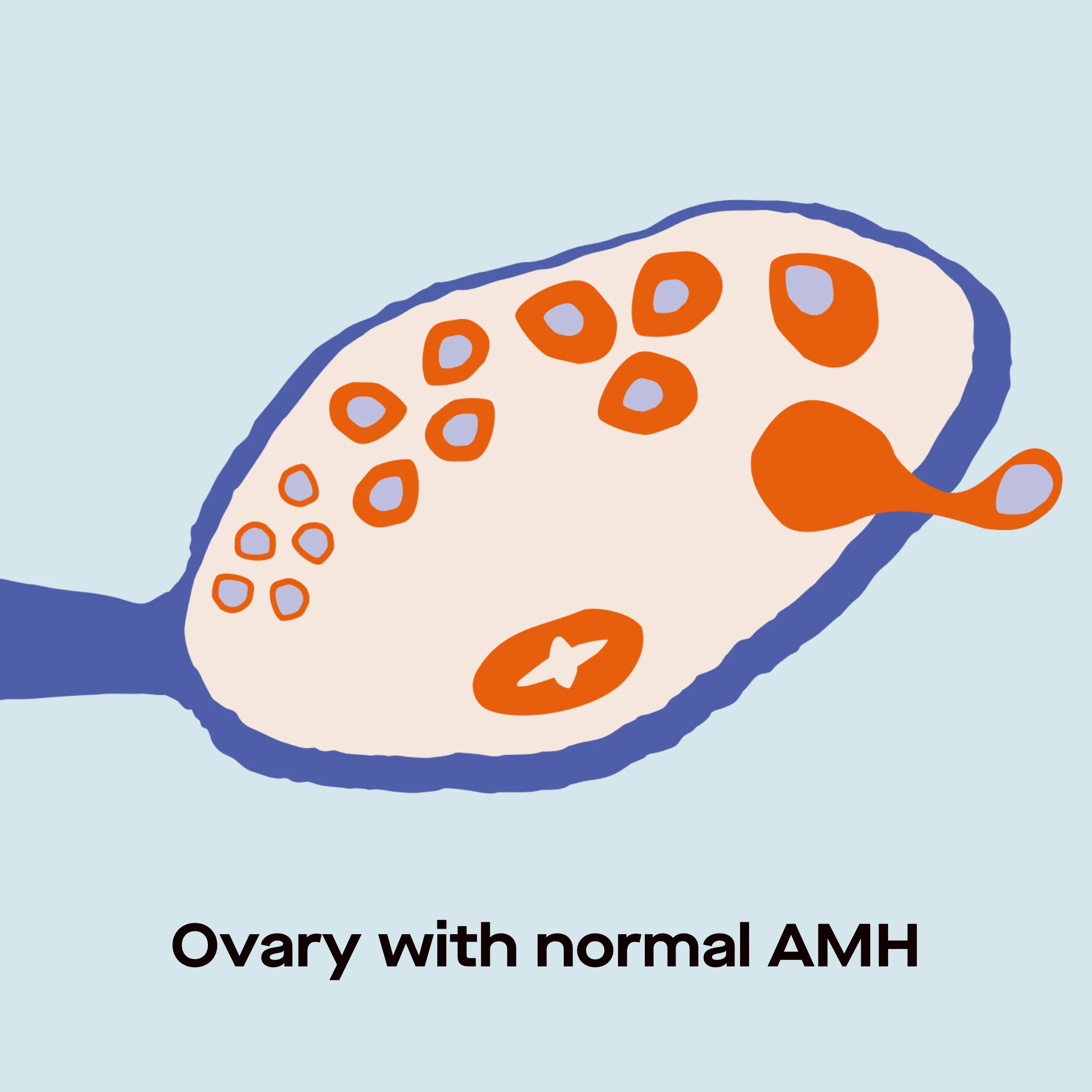 AMH Levels by Age: Charts and Fertility Implications | Ro