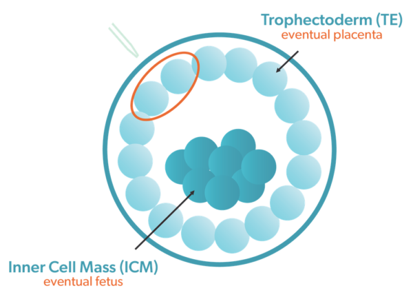 Difference Between Trophectoderm and Trophoblast