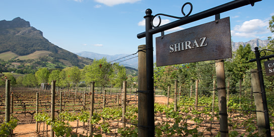 Buy Red Wine Online | Shop Shiraz, Cabernet & Pinot Noir