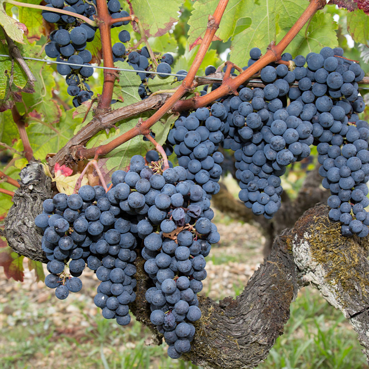 Shiraz grape guide