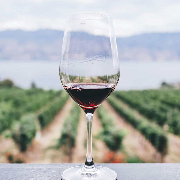 Best light red wines to enjoy whatever the season