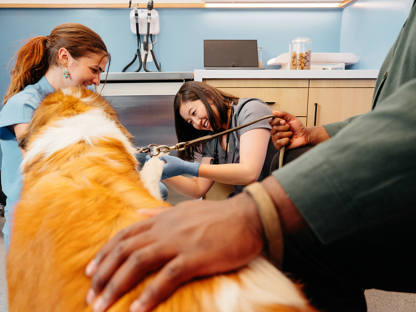 Better Veterinary Care Starts Here | Modern Animal