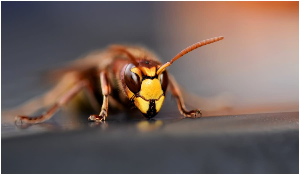 Najbardziej niebezpieczne owady w Polsce. Uważaj, niektóre mogą ...