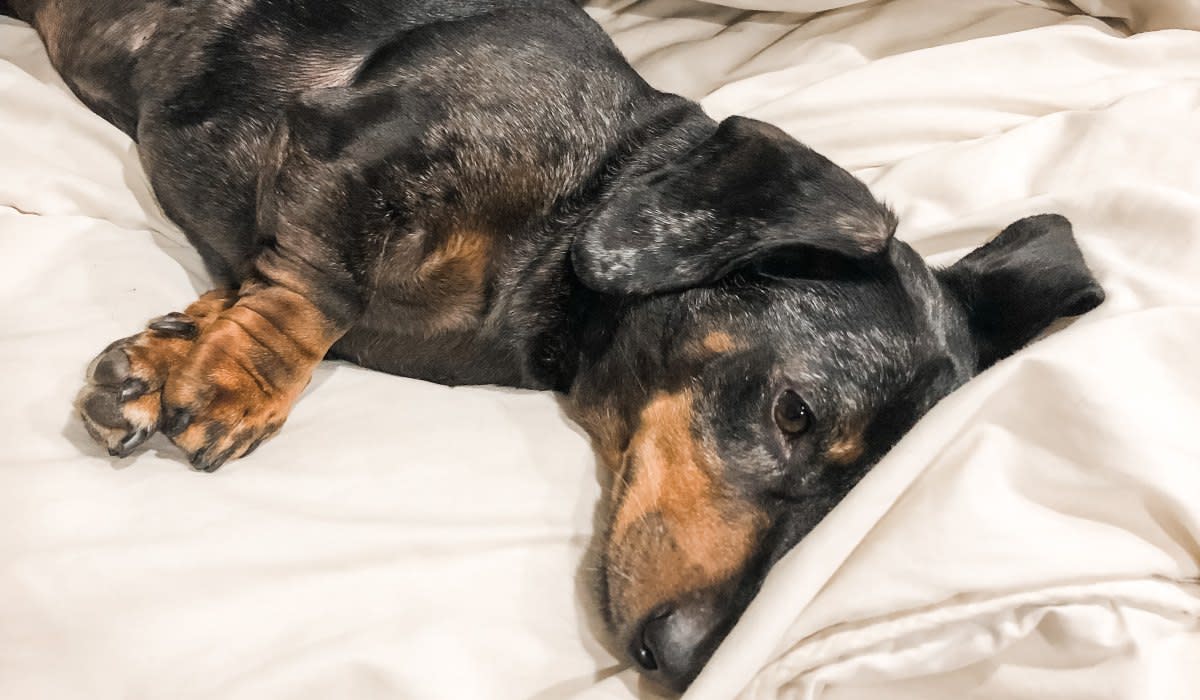 Guzy gruczołu sutkowego u psów. Jak rozpoznać pierwsze objawy choroby?