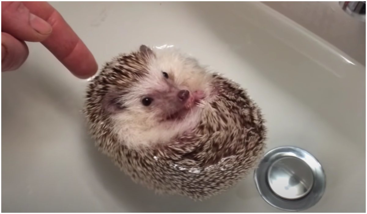 Jak wygląda kąpiel jeża pigmejskiego? Urocze nagranie podbija Internet