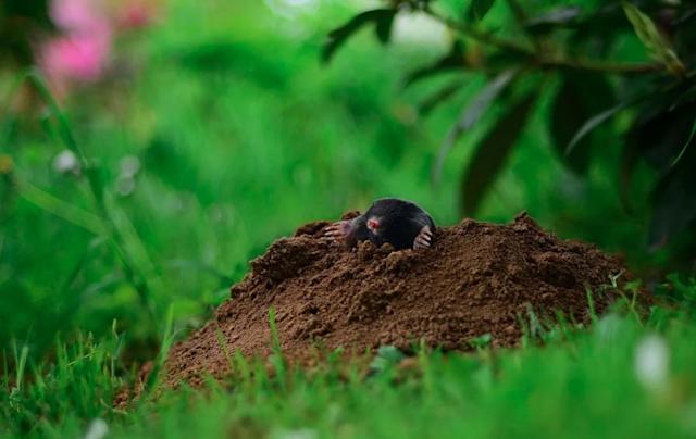 Kret w ogrodzie. Szkodnik czy potrzebny sąsiad?
