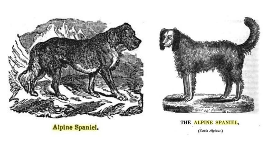 7 najpiękniejszych ras psów, które wyginęły. Tych czworonogów już nie ...