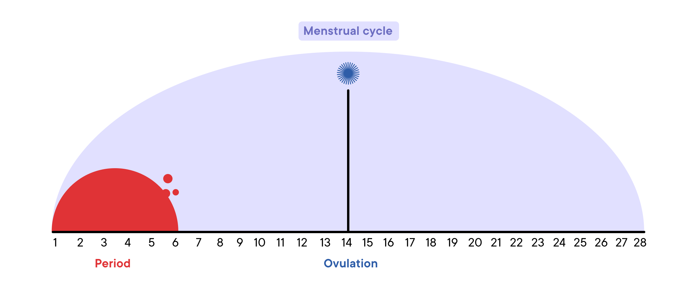 The Menstrual Cycle: Phases of Your Cycle