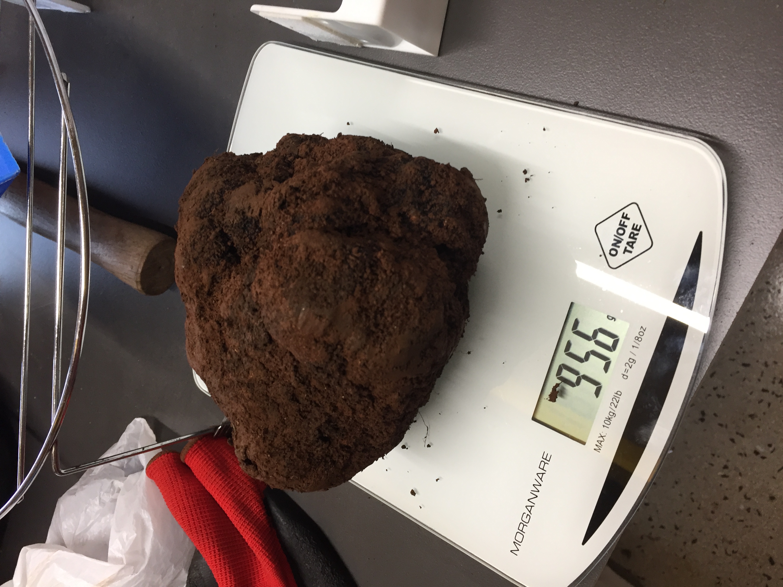 Canine Truffle Hunting and Training