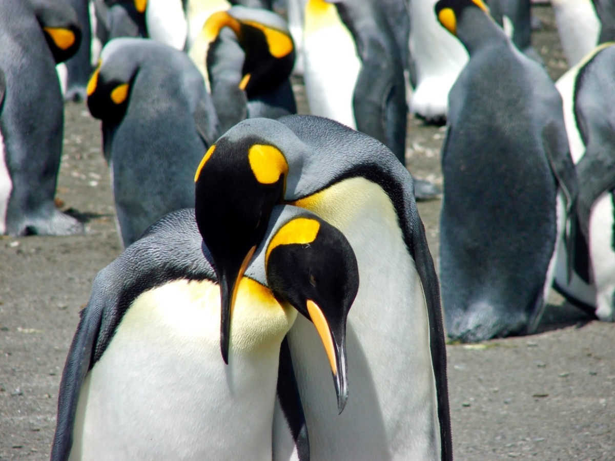 13 Fascinating Facts You Never Knew About Penguins | Purple Clover