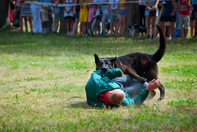 What To Do if You Get Bit by a Dog at Work | Expertise.com