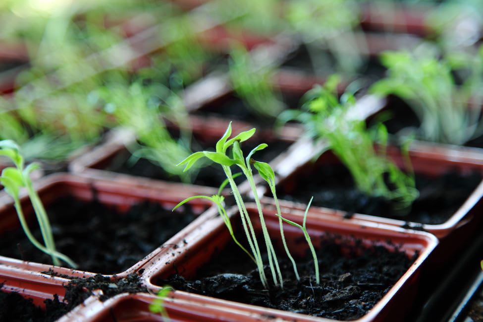 The Complete Guide to Starting a Home Greenhouse: What You Need to Know ...