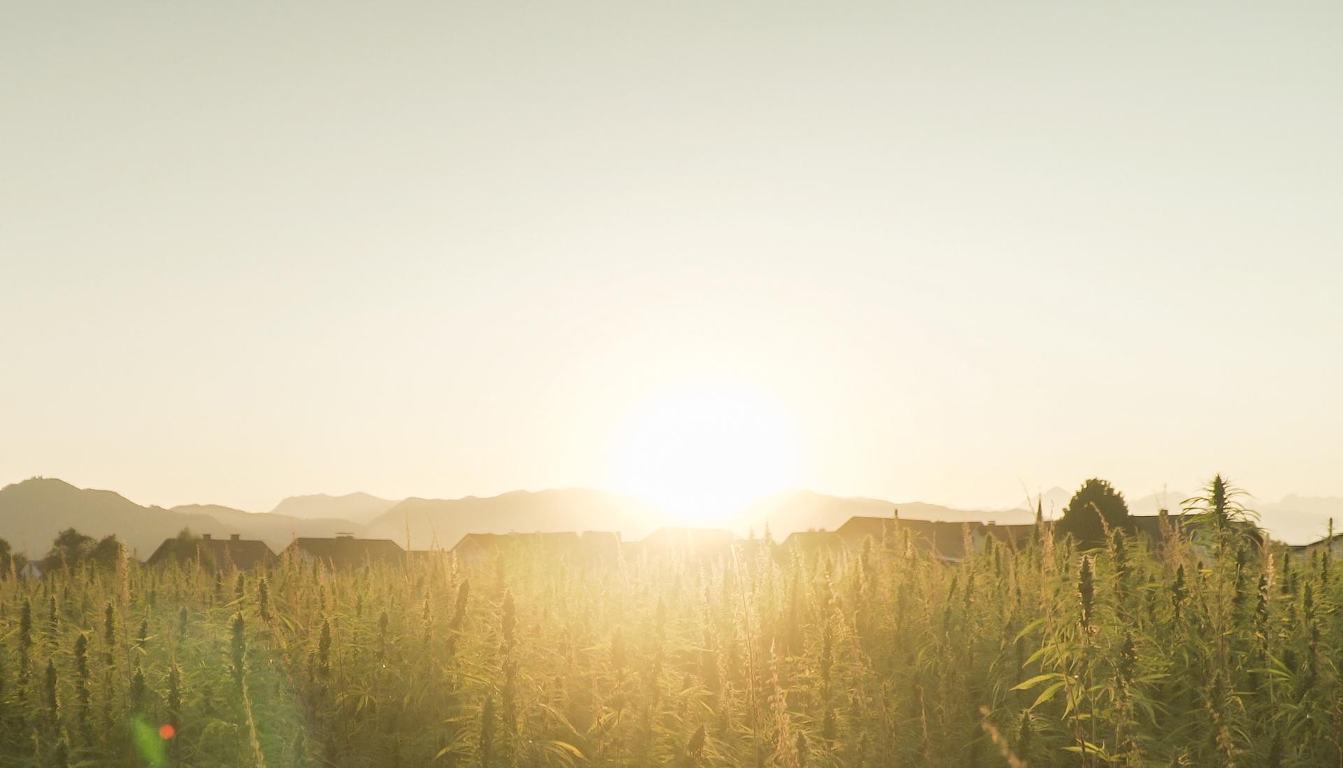 Our Mission - Penguin CBD