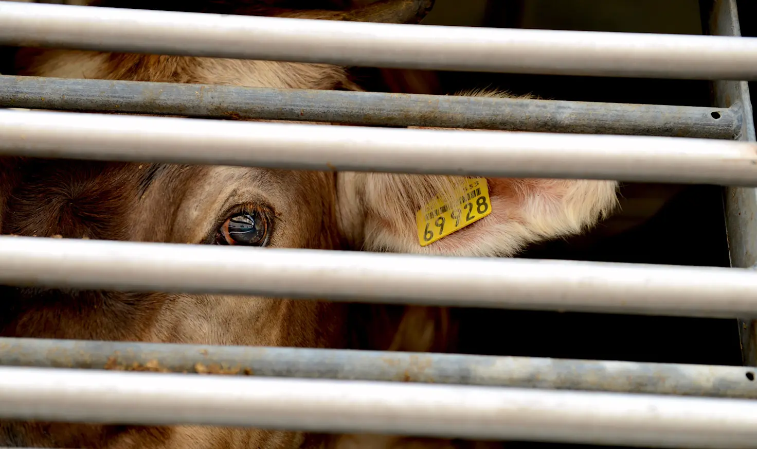 The Risky Business of Live Animal Exports | FAIRR
