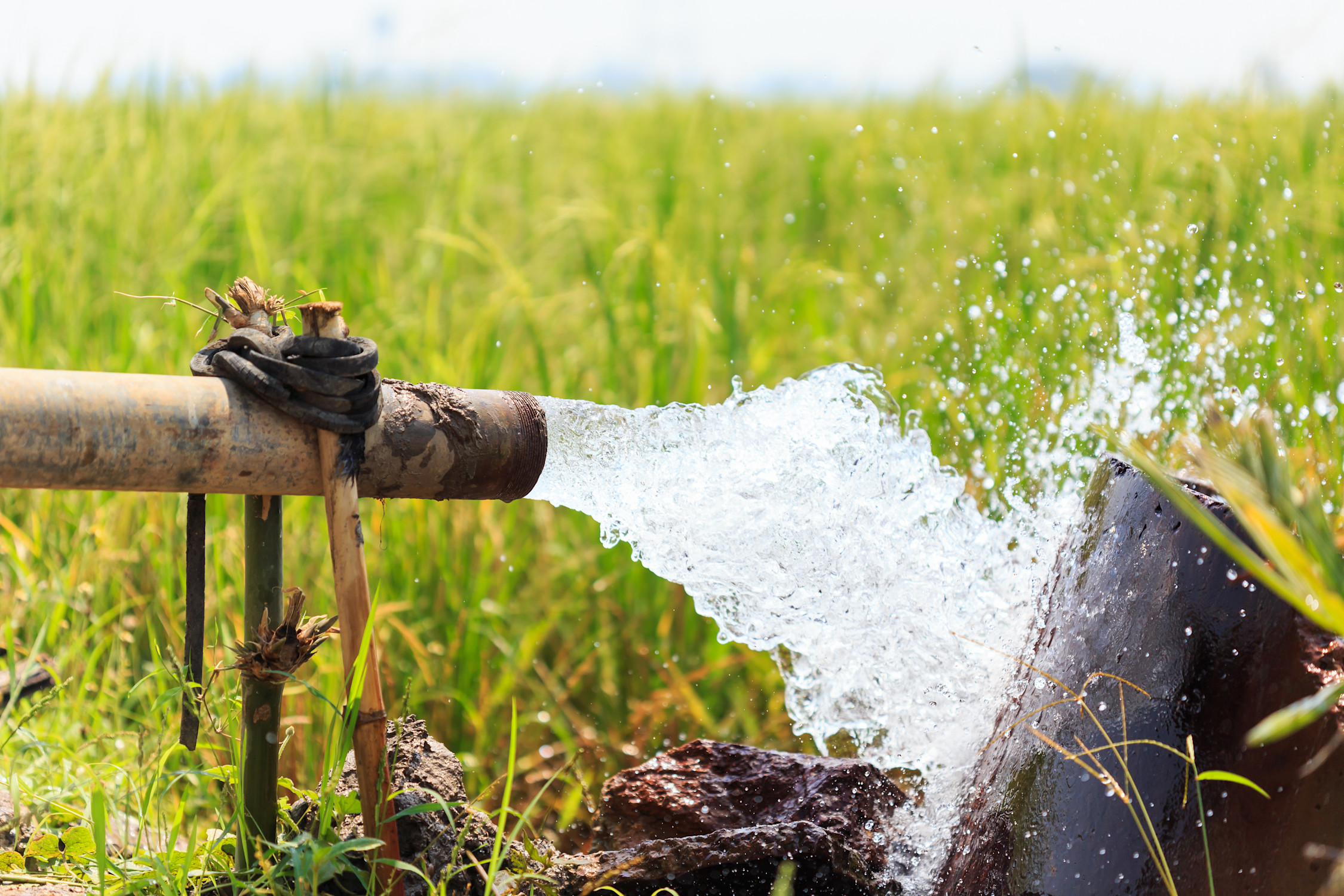 Agricultural Pollution is Becoming a Material Risk: Businesses Beware ...