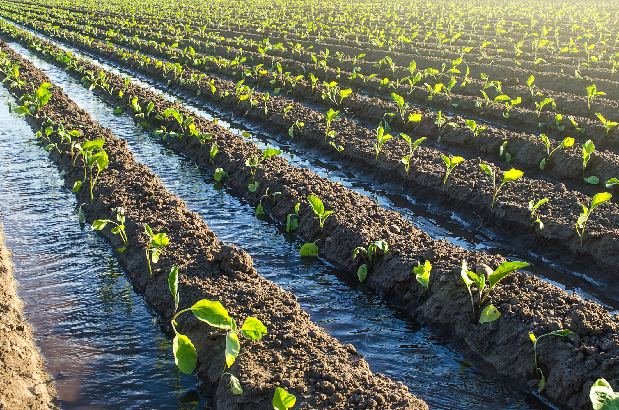 Water Use and Scarcity in Animal Agriculture | FAIRR | FAIRR