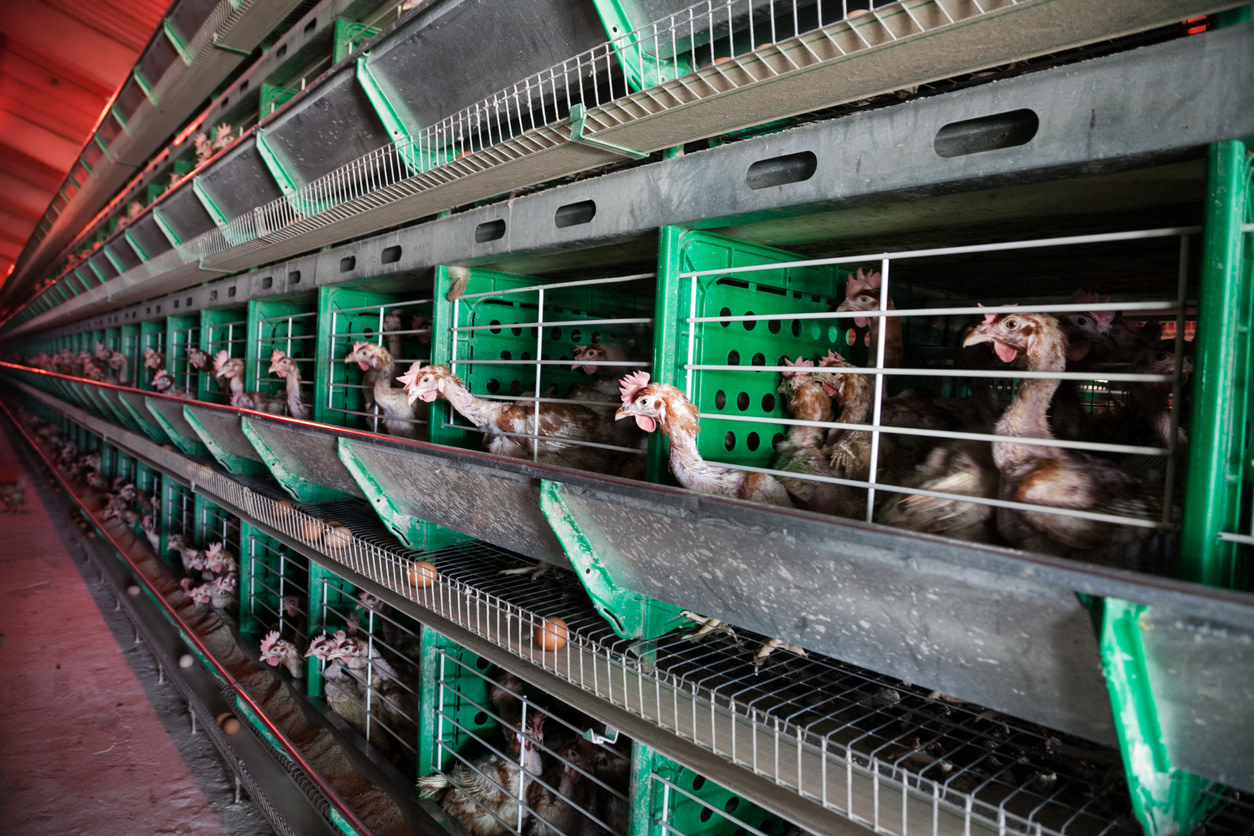 Could the Current Bird Flu Crisis Cause the Next Pandemic? | FAIRR