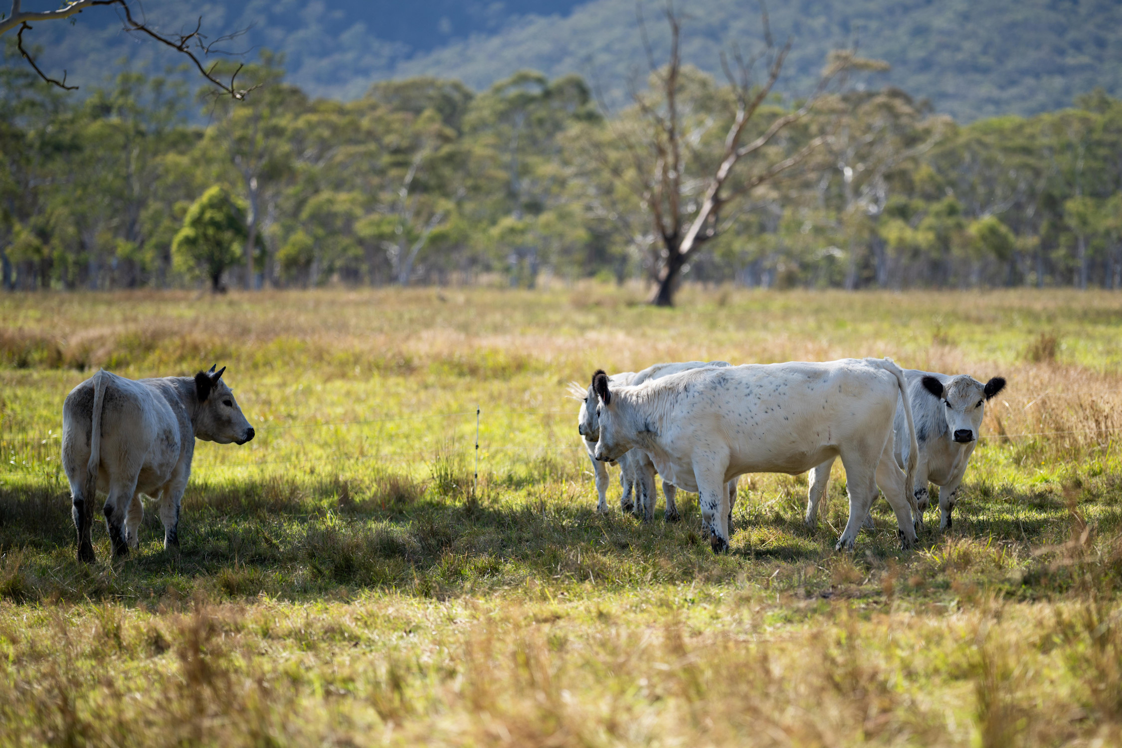 Future-Proofing Food Investments Through Improved Animal Welfare | FAIRR