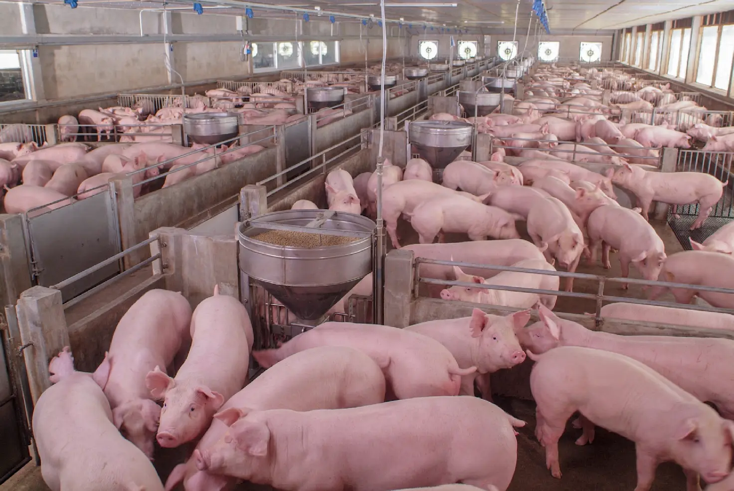 Why Animal Welfare Is An Investment Risk FAIRR why-animal-welfare-is-an-investment-risk-fairr