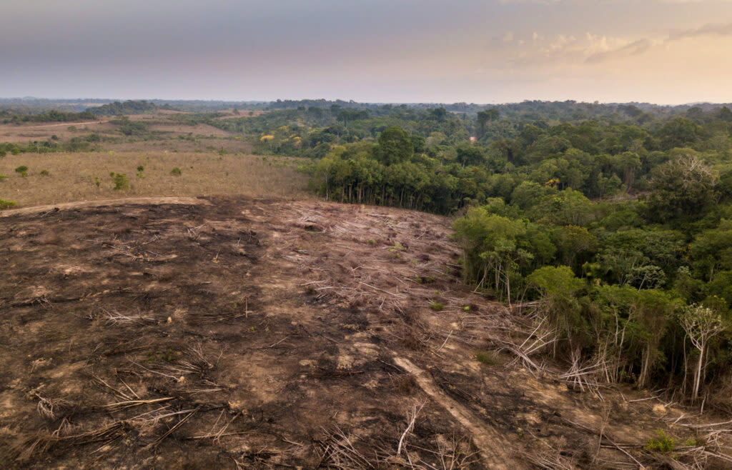 EU Regulation on Deforestation-Free Products, Explained | FAIRR