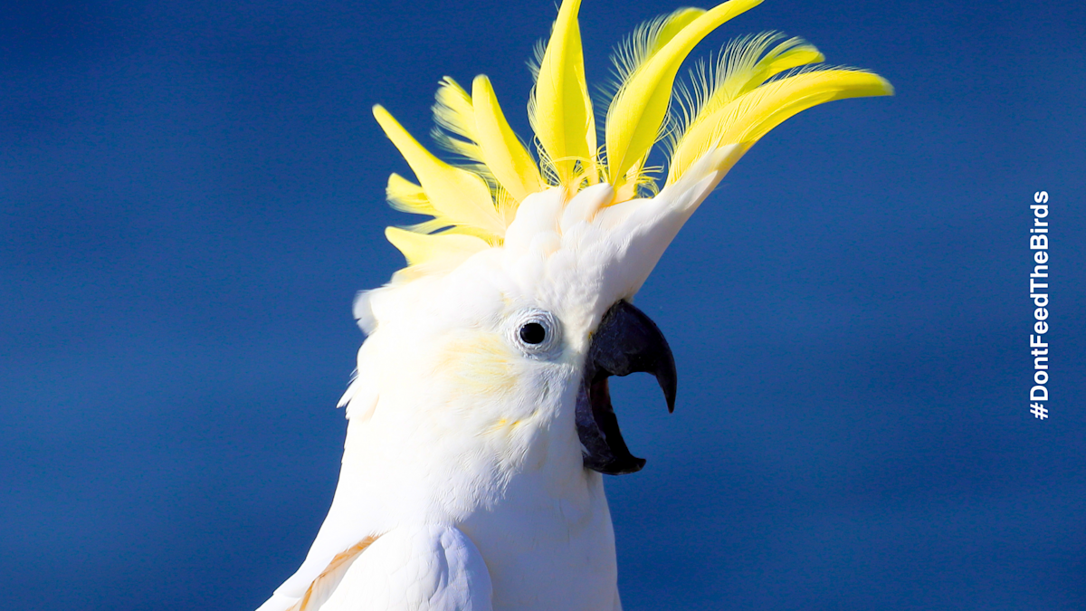 Keeping up with the cockatoos | City of Sydney - News