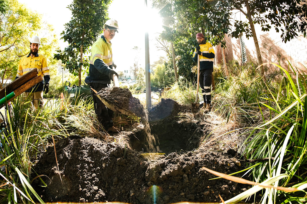 More trees breathe life into our city spaces | City of Sydney - News