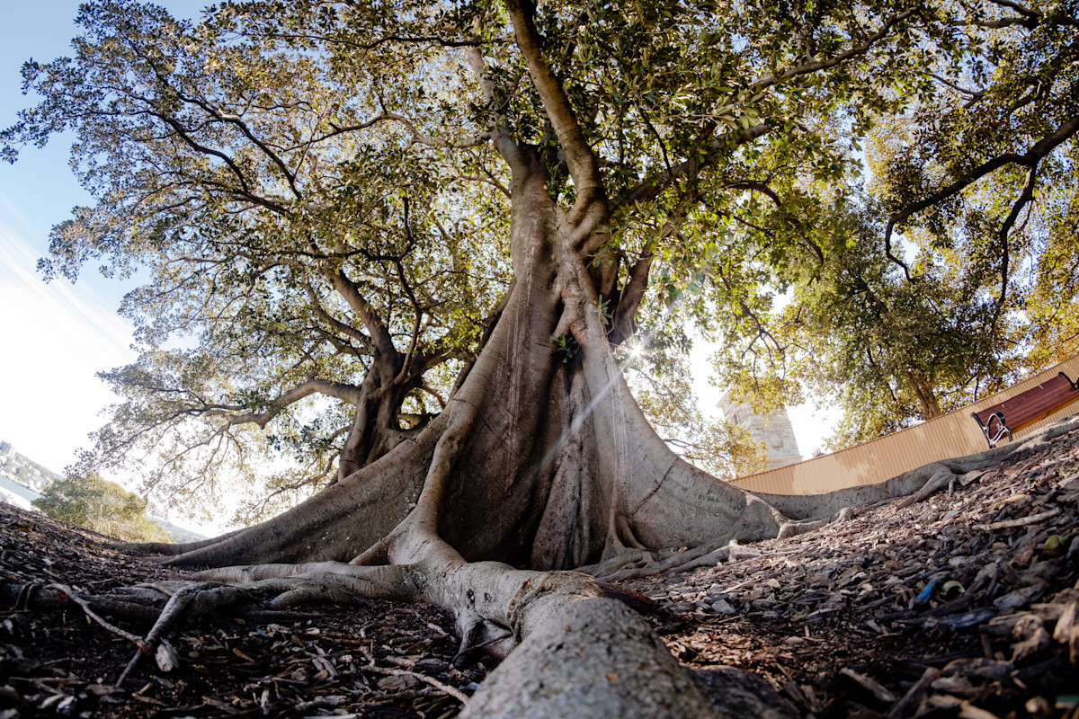 Growing our sprawling urban forest | City of Sydney - News