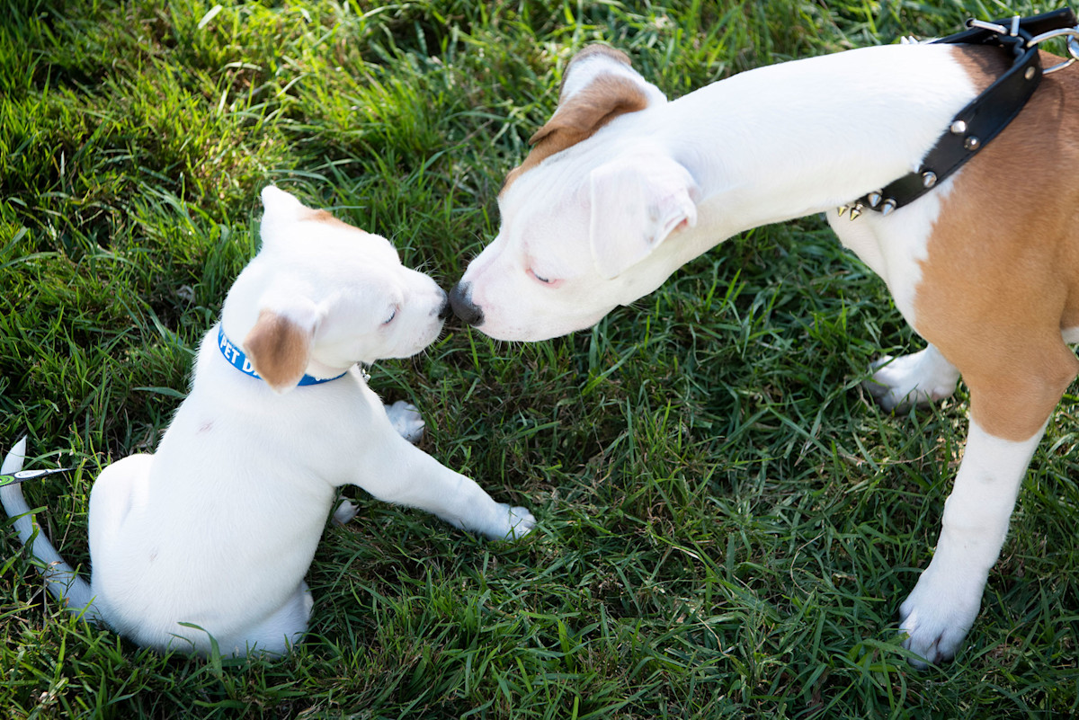 New program to train dogs as assistance animals | City of Sydney - News