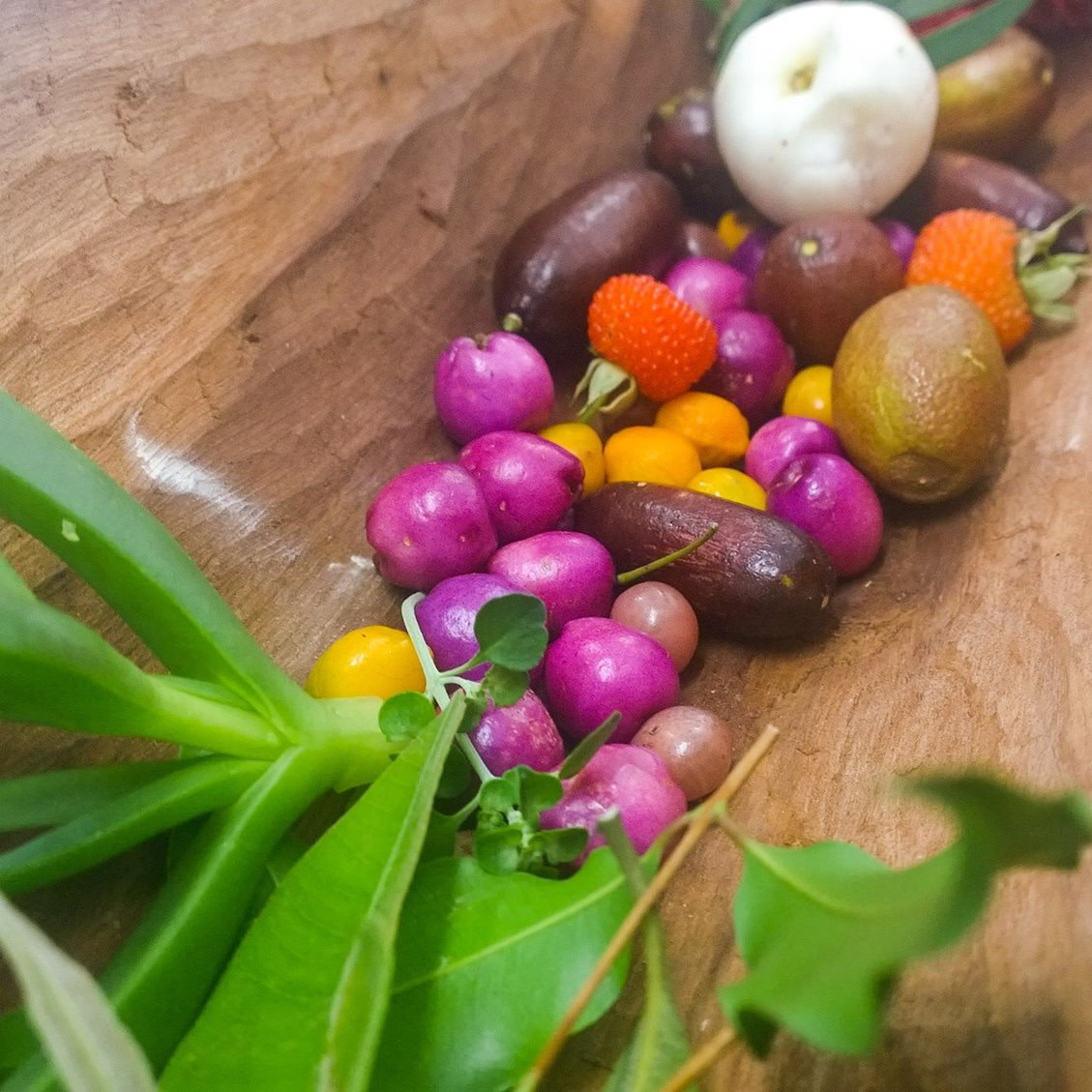 Bushfood adventures in Sydney Park | City of Sydney - News