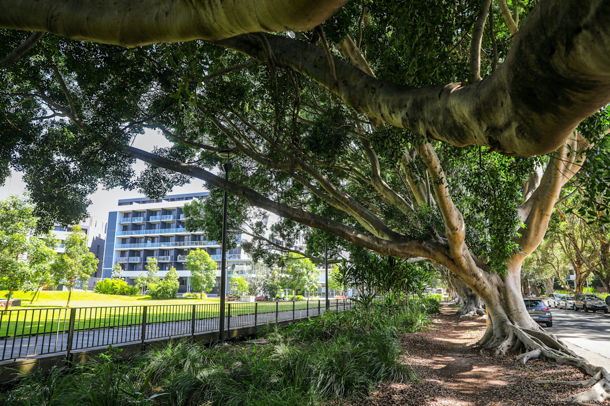 Our plans for a greener, cooler, more resilient Sydney | City of Sydney ...