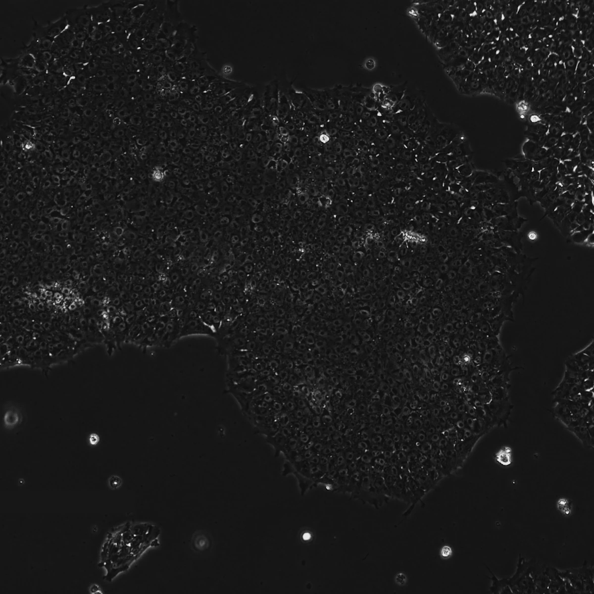 Accelerating Life Sciences Research Openai