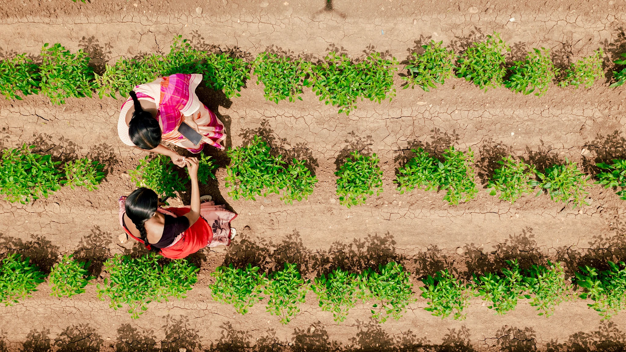 Building agricultural database for farmers | OpenAI