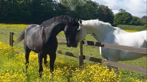 England and the Equine: A Saga? | Lotus Eaters