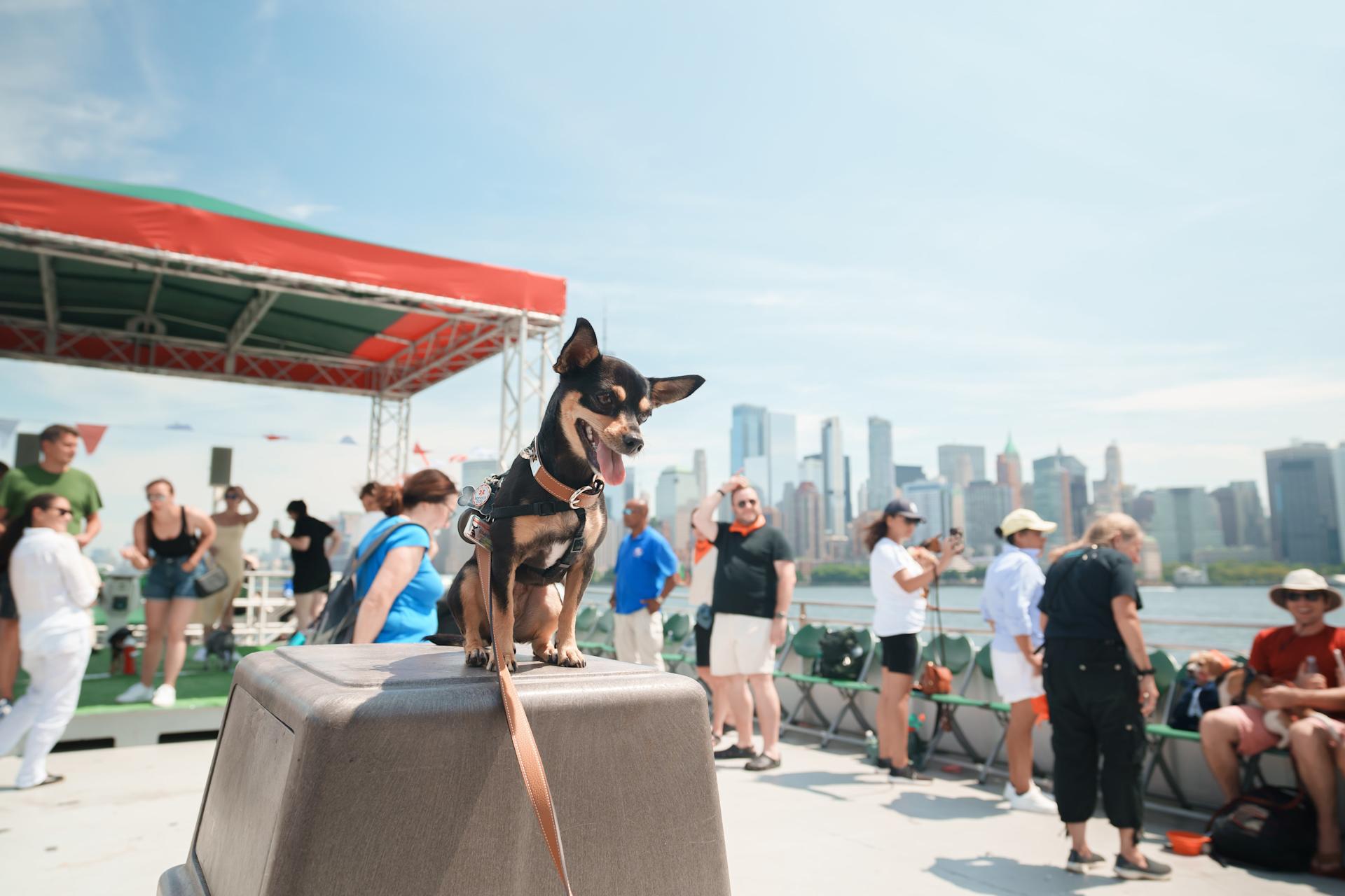 Pawsitively Perfect Pup Cruise | New York City | Circle Line Sightseeing