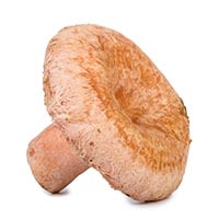 Sienestys | Sienireseptit ja -vinkit | K-Ruoka