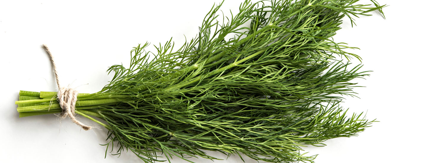 Tilli | Käyttö ja reseptit | Yrtit – K-Ruoka
