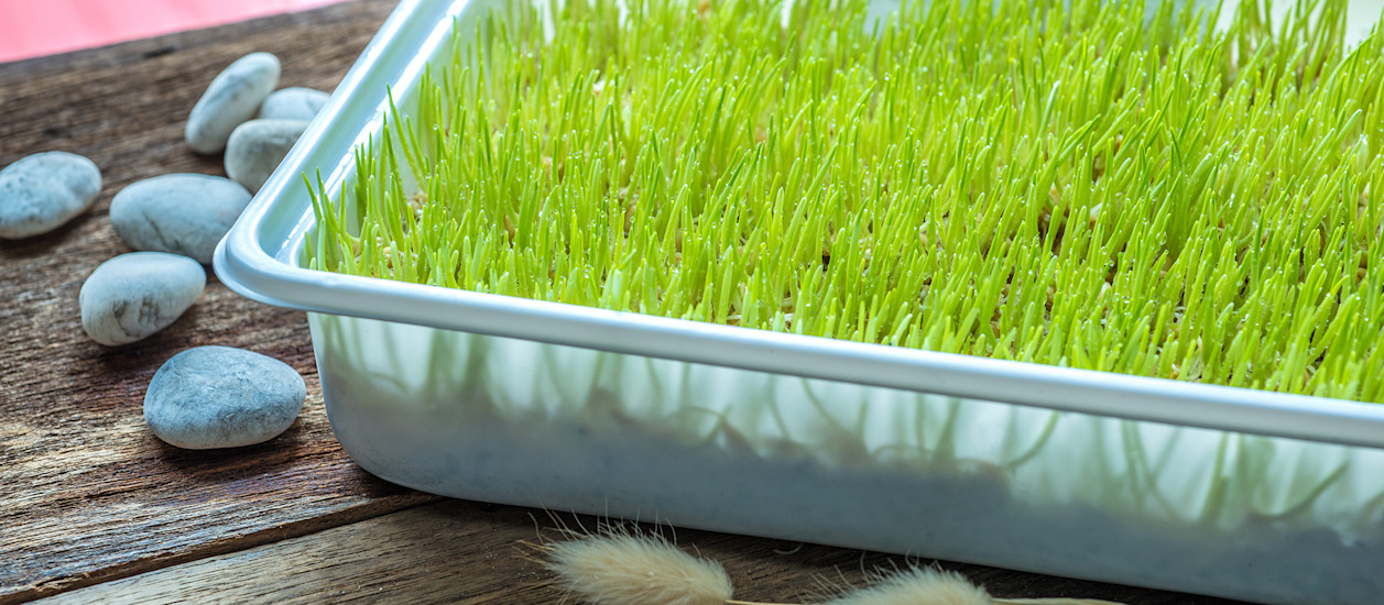 Rairuohon kasvatus | Ohjeet rairuohon kasvatukseen ja koristeluun – K-Ruoka